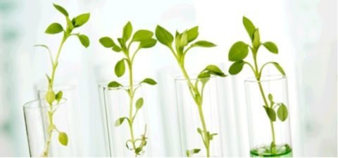 Bio-Based Solvents Standard - ESIG